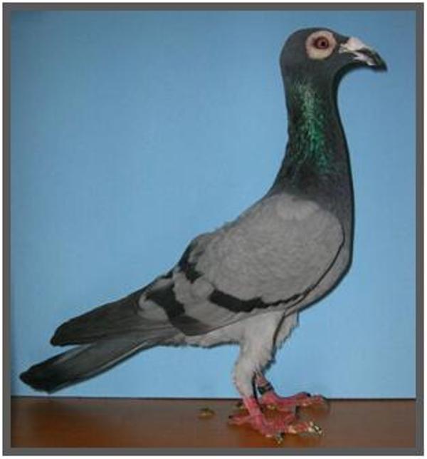 Polish Bagdad | BD PIGEONS