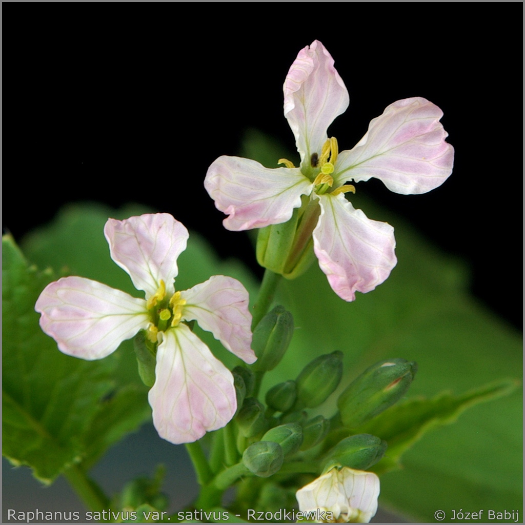 Plant Gallery - Encyklopedia Roślin: Raphanus sativus var. sativus - Rzodkiewka