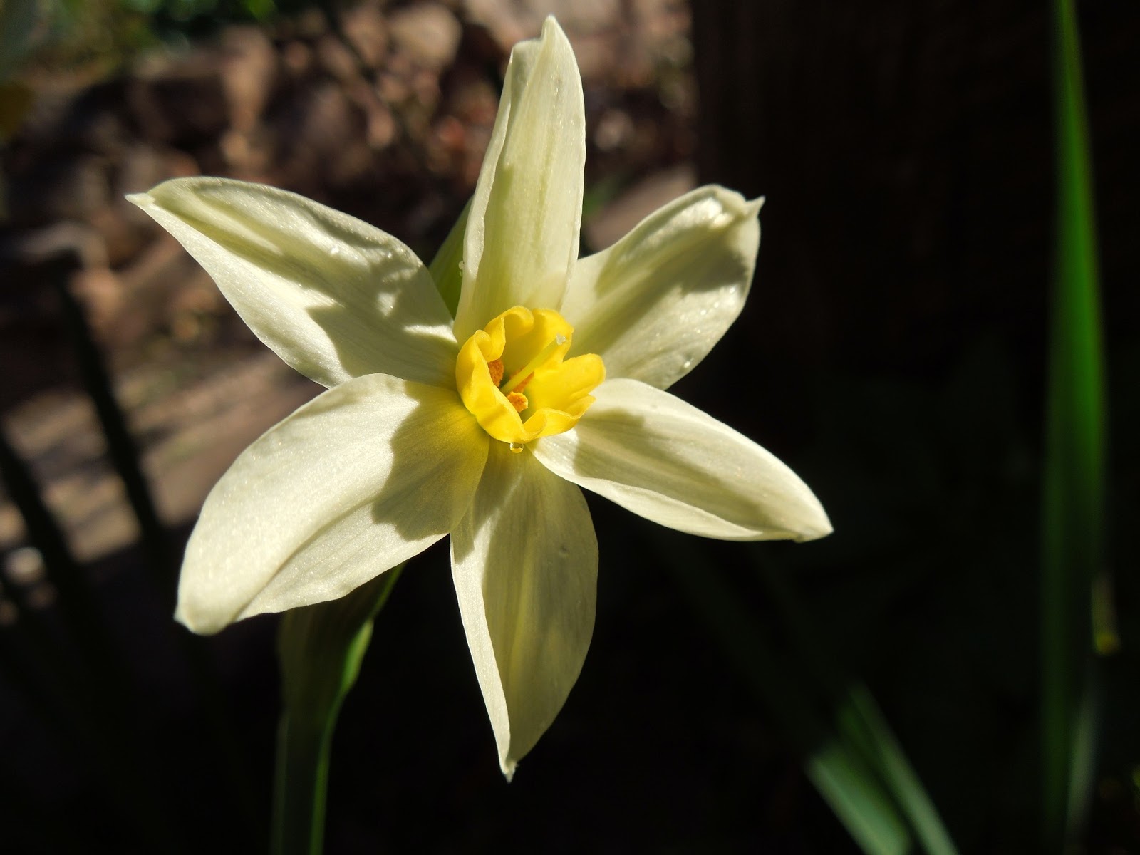 La leyenda del NARCISO - BOTÀNIC SERRAT
