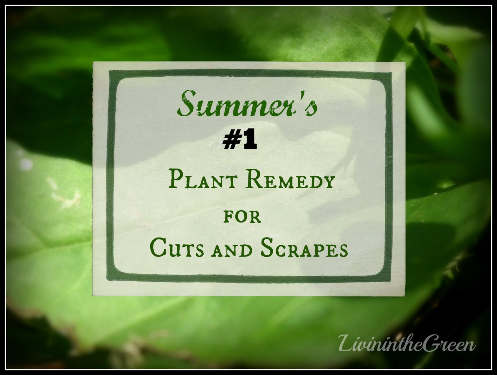 Livin' In The Green: Summer's #1 Plant Remedy for Cuts and Scrapes