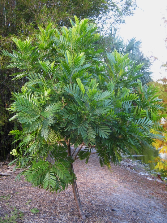 Future Plants by Randy Stewart: Plant Tours1 - Deerfield Beach ...
