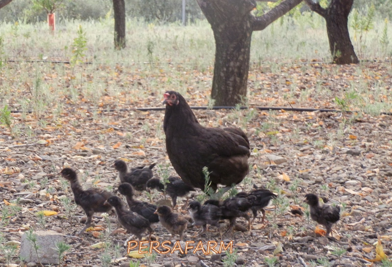PERSAFARM: ¡Qué bonitos son de pequeños!