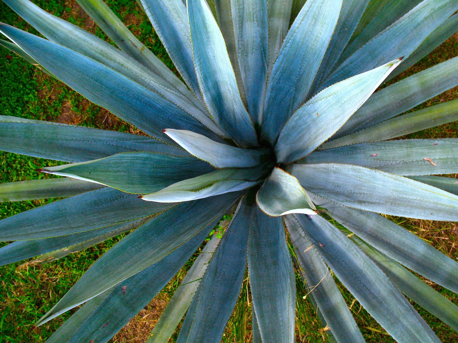 Ciencia para los preguntones : Los magueyes y sus bebidas milenarias
