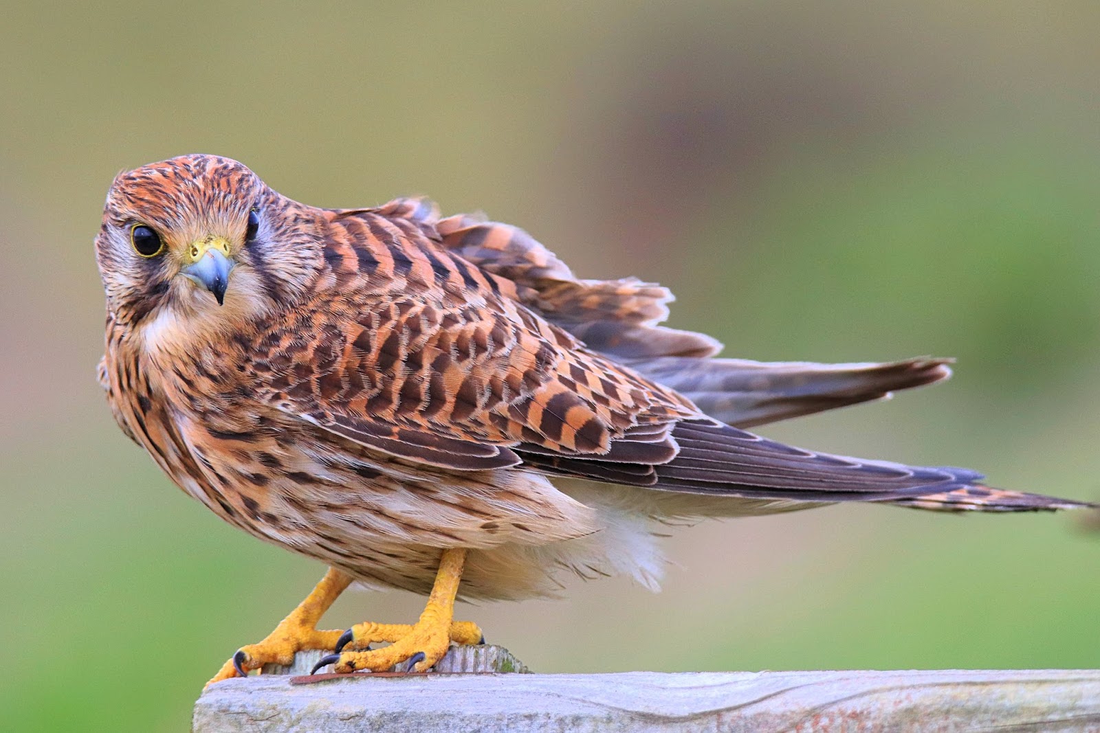 NI Bird Pics: Michael Latham - female Kestrel