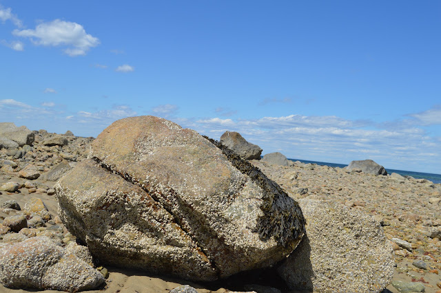 Debbie's Post: Rocks of Cape Cod & Sea Weed & other beachy things