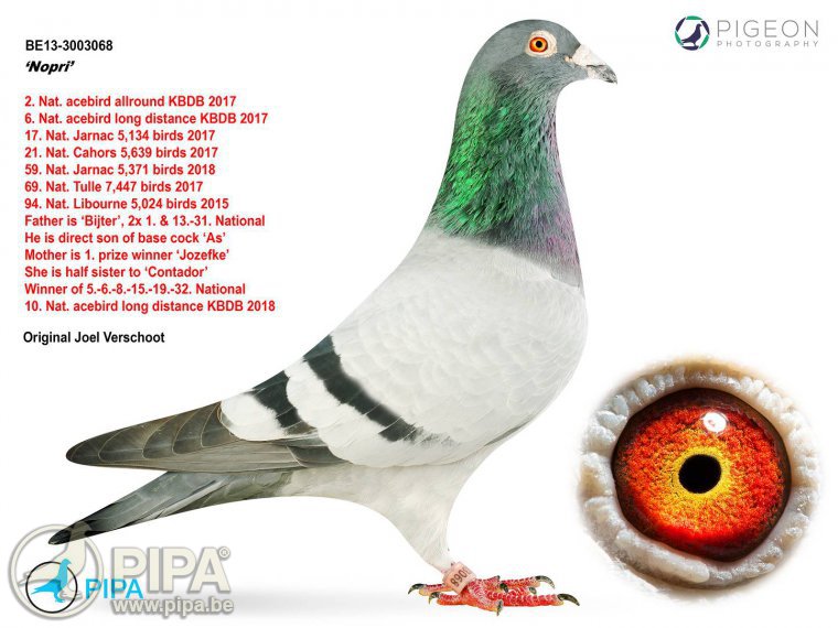 racing pigeons nieripigeons : Nuevo Record ARMANDO...final: Joël Verschoot