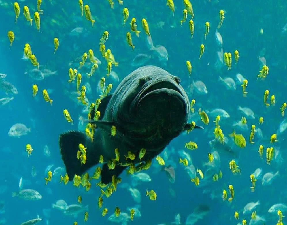 Breeding And Classification OF Grouper - Fish Farming | Saltwater Fish ...