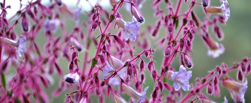 LakRoo Environmental Club: Nelu Spring (වසර 12 කට පසු පැමිණි නෙලූ වසන්තය)