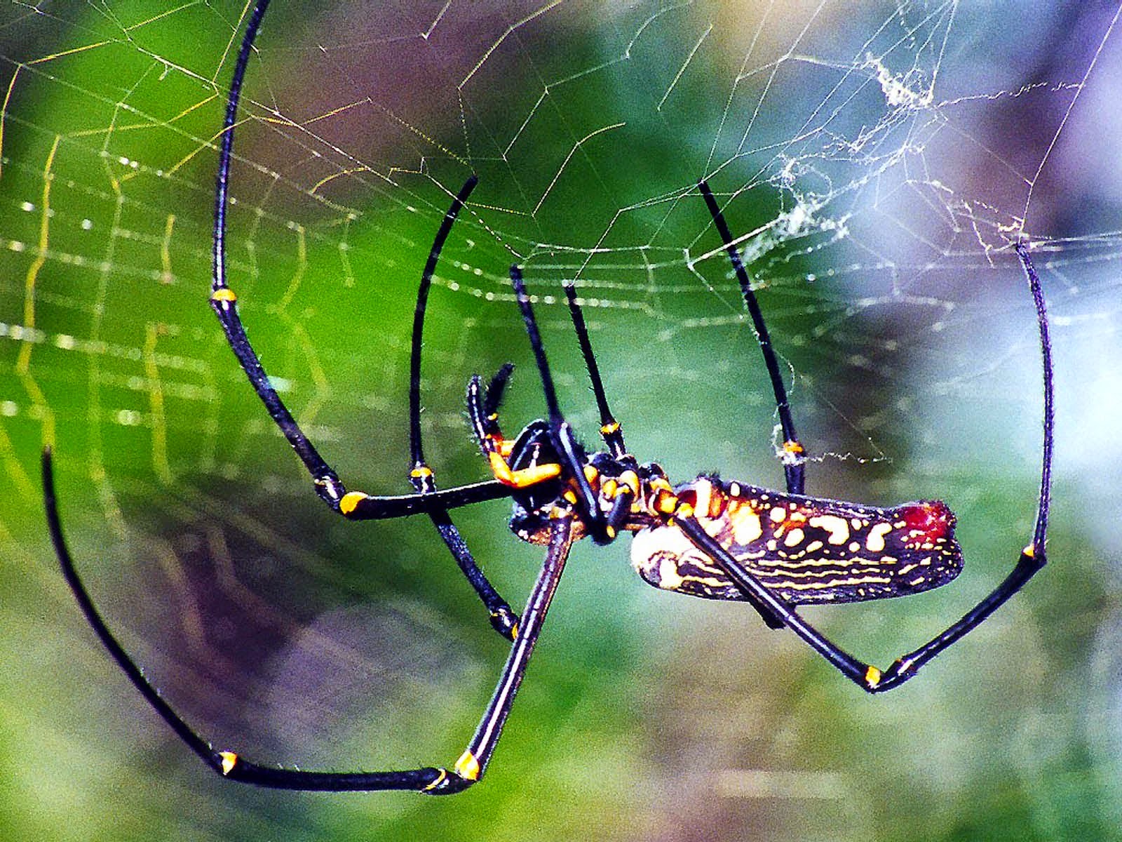 7 KEMAMPUAN LABA-LABA YANG TIDAK KAMU KETAHUI. | TUAN KOMODO