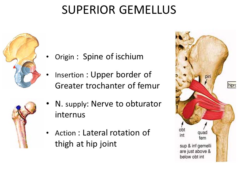 Gemellus Superior