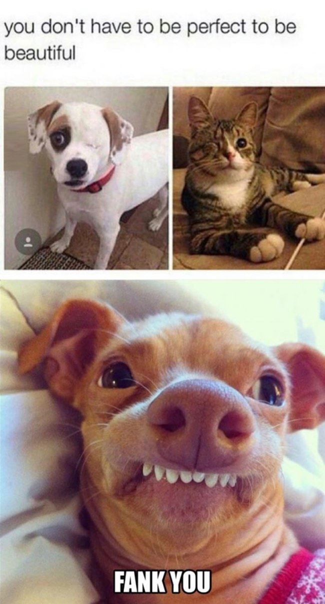 The Feral Irishman: Fank You...