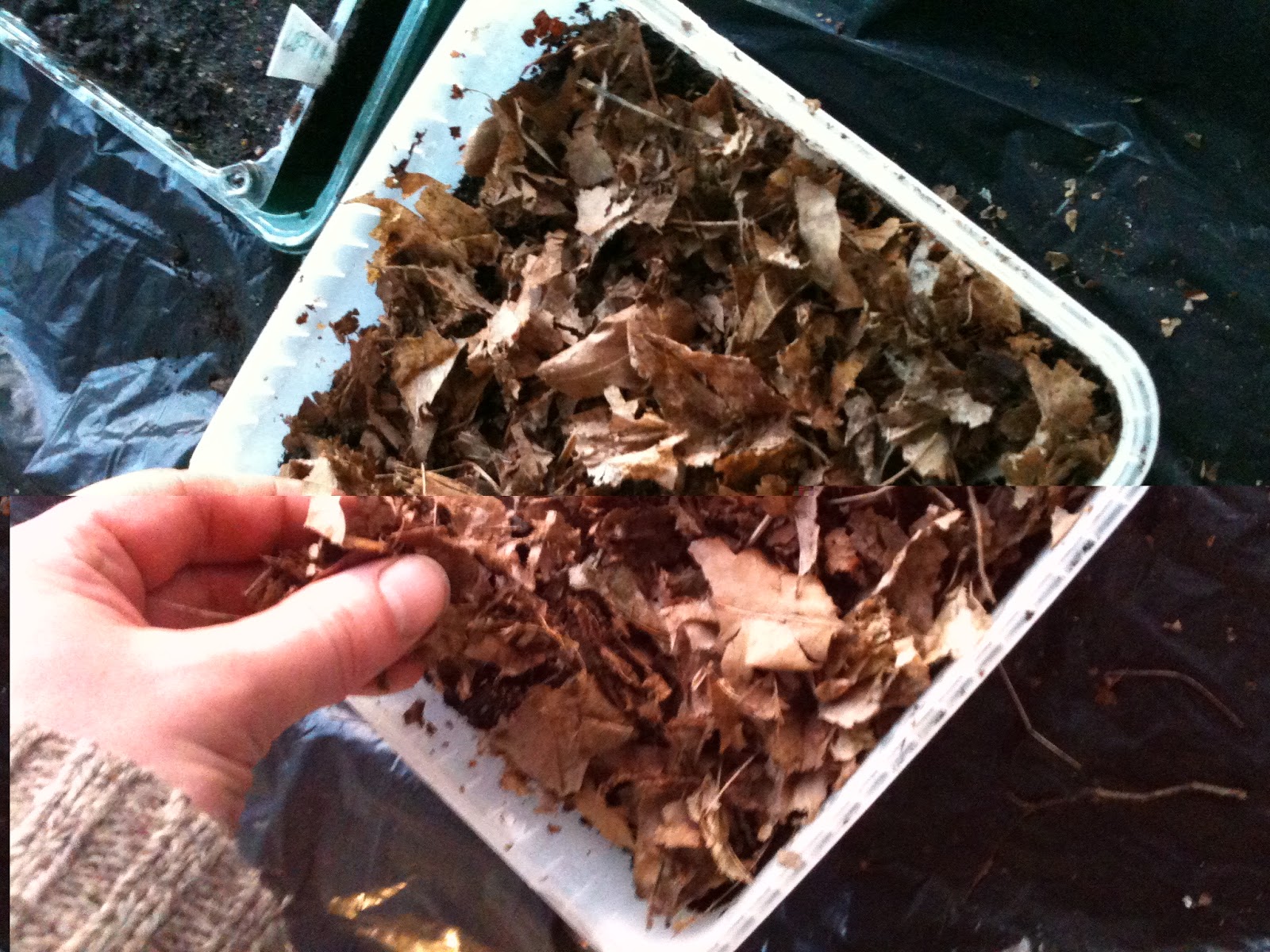 Chop Wood Carry Water Plant Seeds: Planting Maple seeds