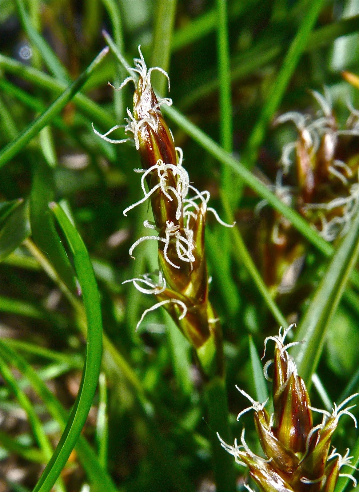 Northwest Norfolk Naturalists: Sedges