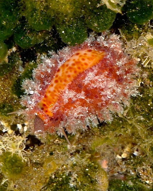 Rafael Microfauna Marina: Erosaria spurca (Moluscos: Gastrerópodos)