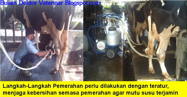 bukan doktor veterinar: Proses Pemerahan Susu Lembu Tenusu