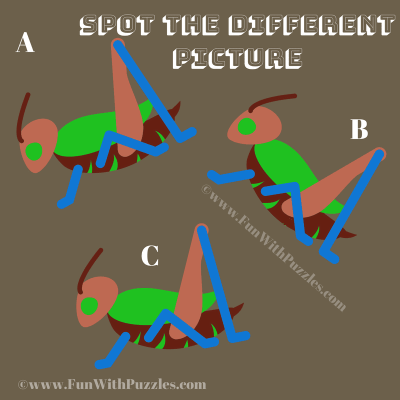 Odd One Out Cricket Puzzle Game for Kids with Answer