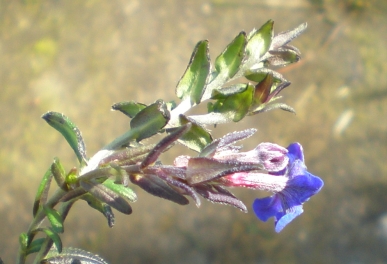 Plantas e Flores do Areal: Lithodora prostrata (Loisel.) Griseb. subsp ...
