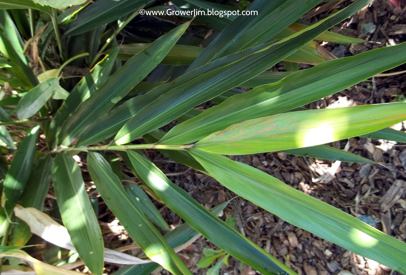 Garden Adventures: Alpinia calcarata