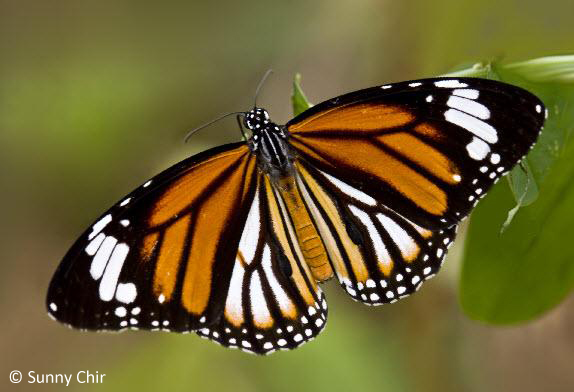 Butterflies of Singapore: Life History of the Common Tiger