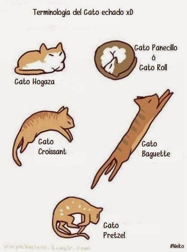 El séptimo cielo de los gatos: Los gatos tienen forma de panes
