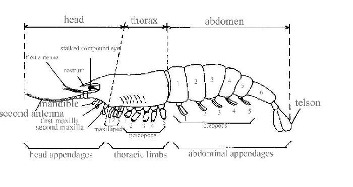 Ciri Ciri dan Klasifikasi Arthropoda - Biologi Edukasi: Belajar Sains ...