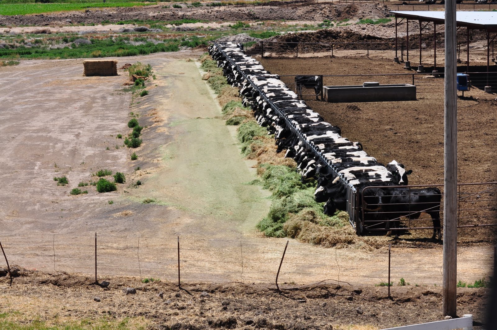 meat: The dairy bloodbath this year: "California style"