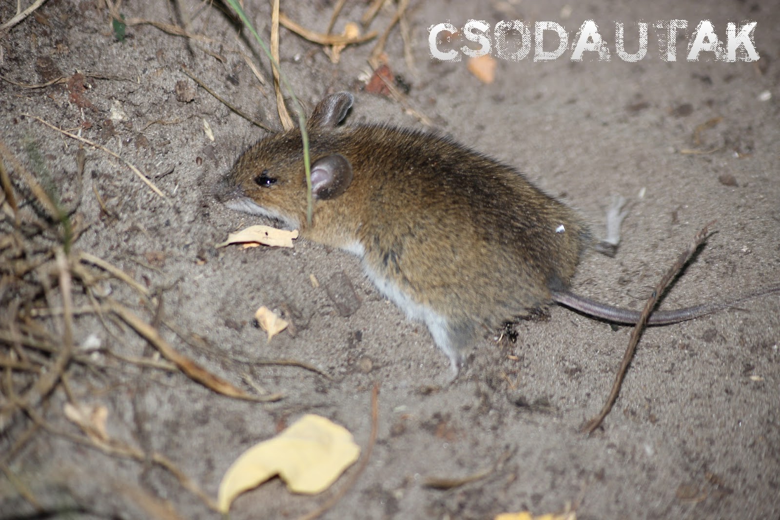 CSODAUTAK: Házi egér (Mus musculus)