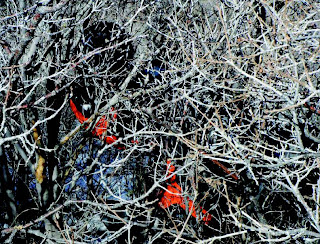 Backcountry Utah's Outdoor Adventure Journal: July 4th Forest Service ...