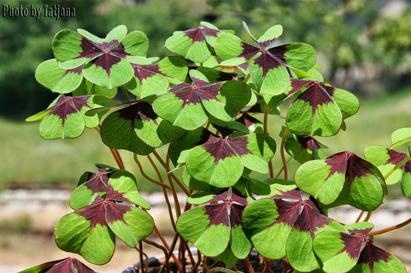 Cvet do cveta - Photo Blogs: Oxalis - ukrasna detelina