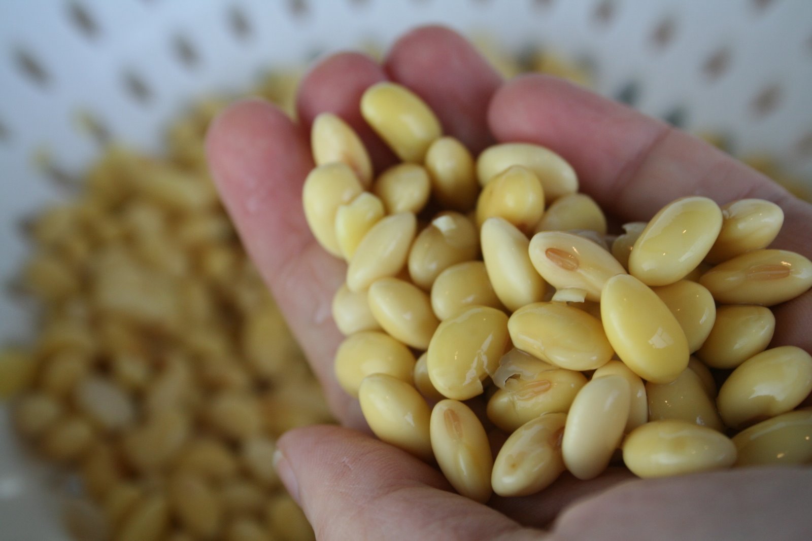 The Freerange Chick: Fresh soy milk