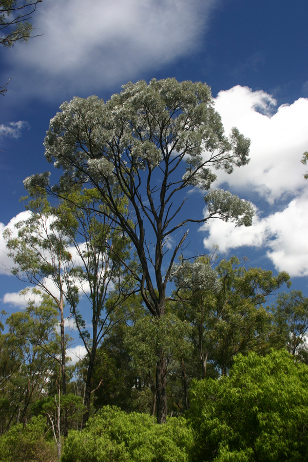 Toowoomba Plants: Brigalow