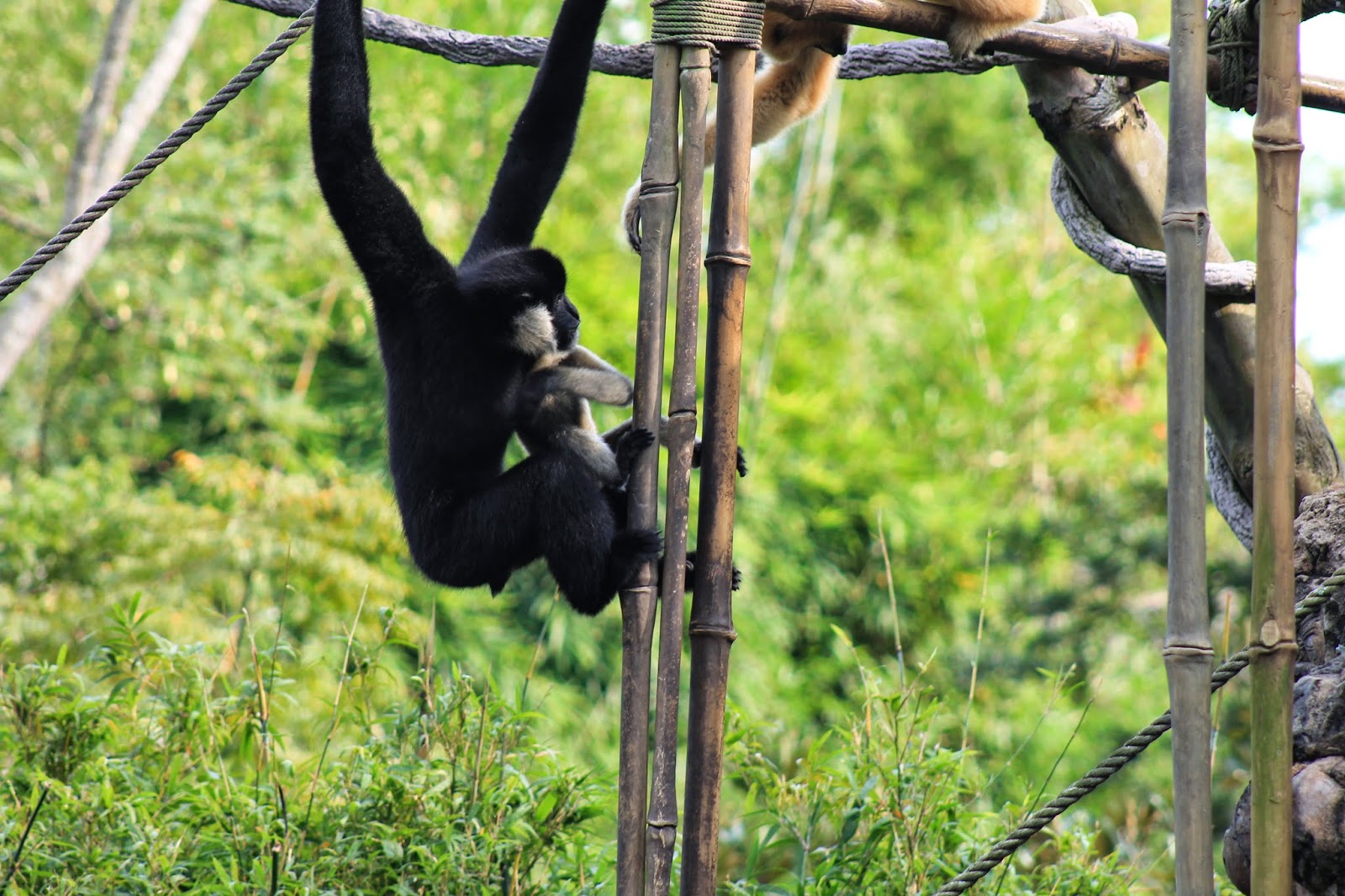 Daddy Waddy Weeviews: Baby Monkey Finds Mom And Dad Monkey