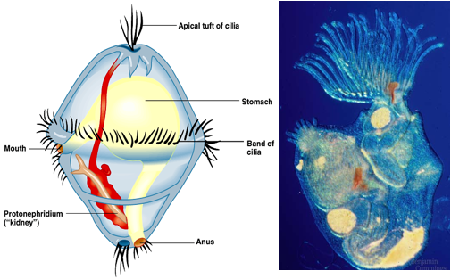 Ciências Bio: Lophotrochozoa