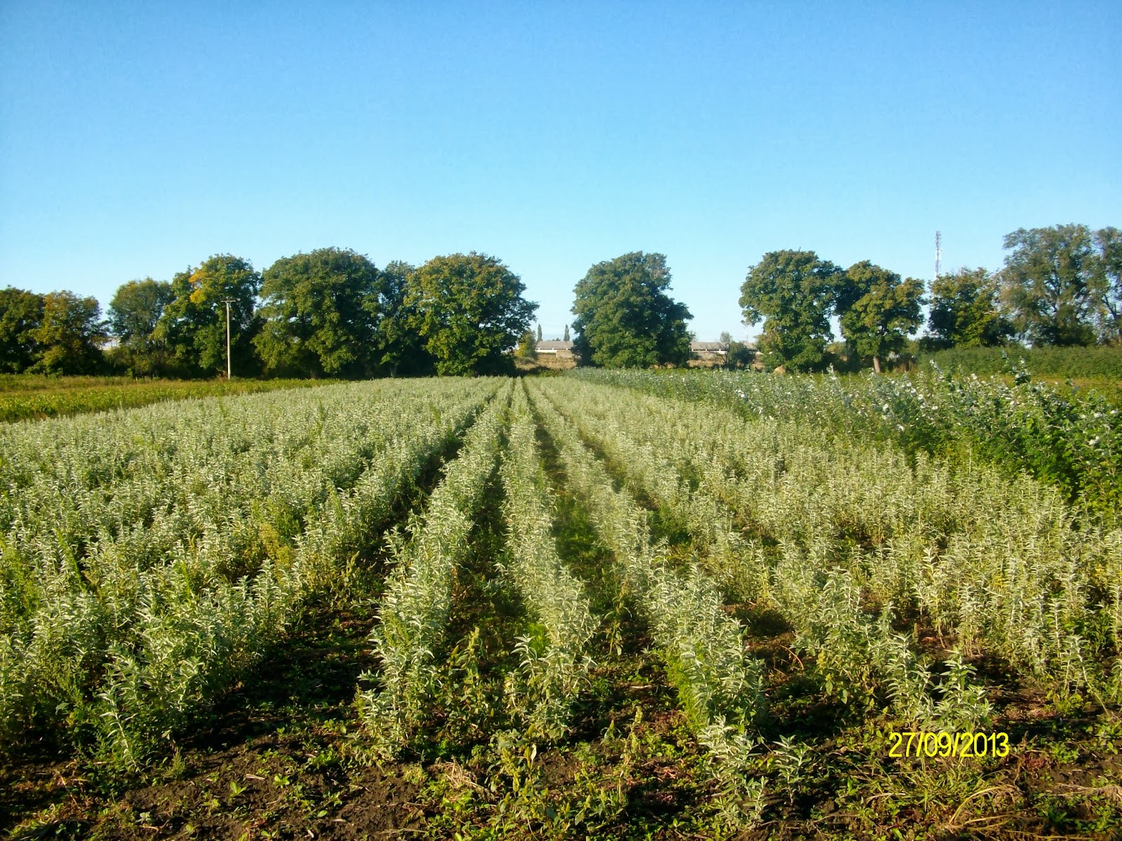 PEPINIERA GURANDA DIN TRUSESTI - BOTOSANI