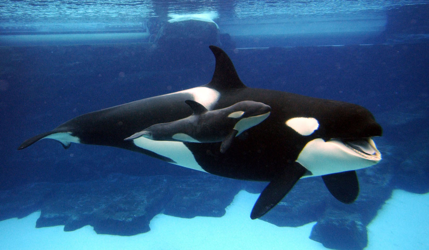 Orca, miembro de mayor tamaño de la familia de los delfines.: Orca