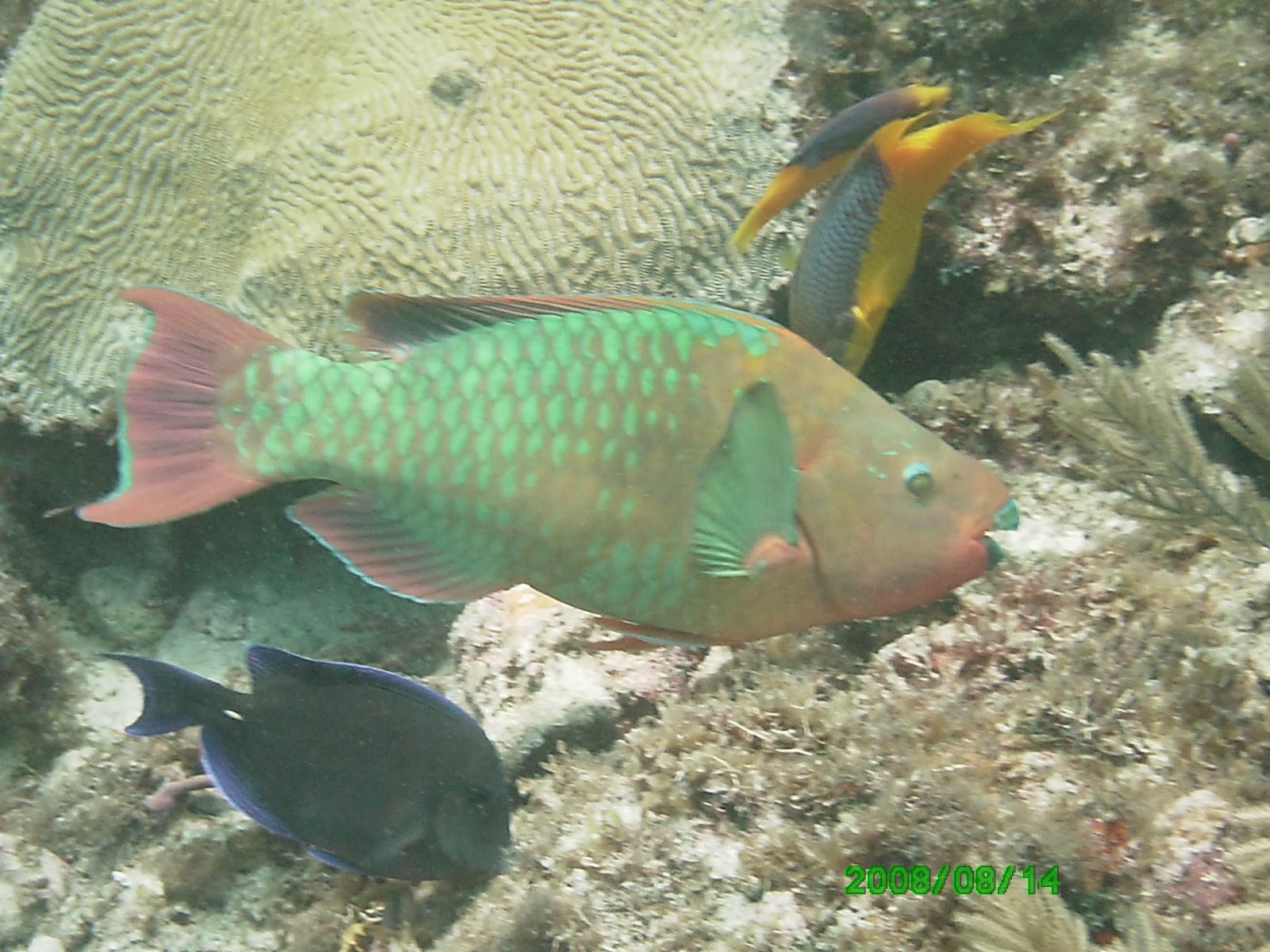 fish share: GAMBAR IKAN HIAS Rainbow Parrot 9