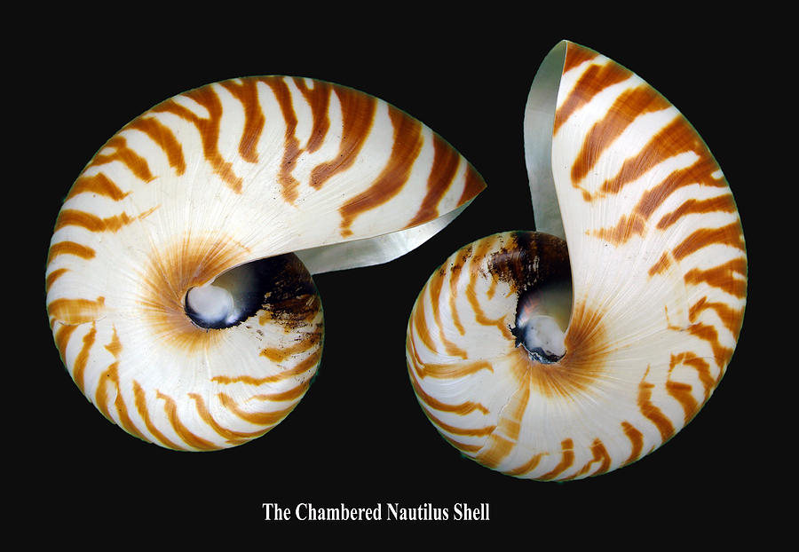 Conchology101: Chambered Nautilus