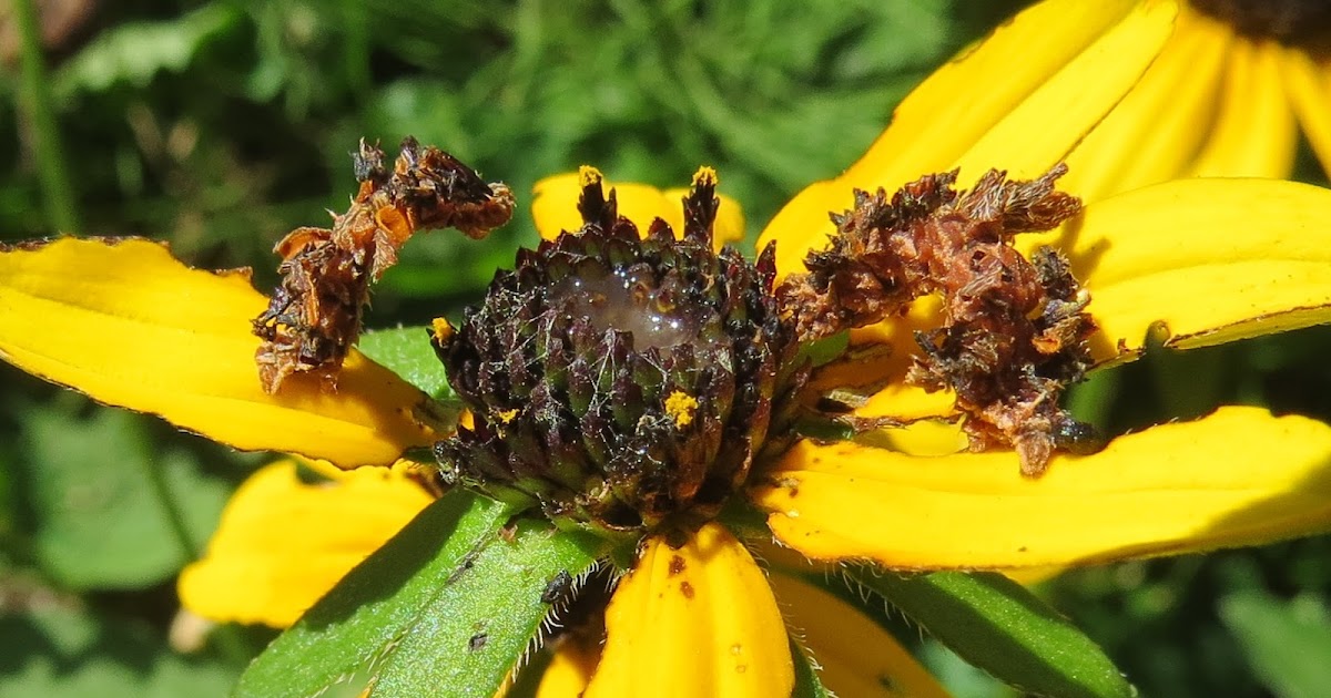Blue Jay Barrens: Camouflaged Loopers