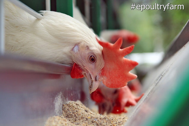 A Simple Guide to the Nutritional Requirements of Poultry - ePoultryFarm