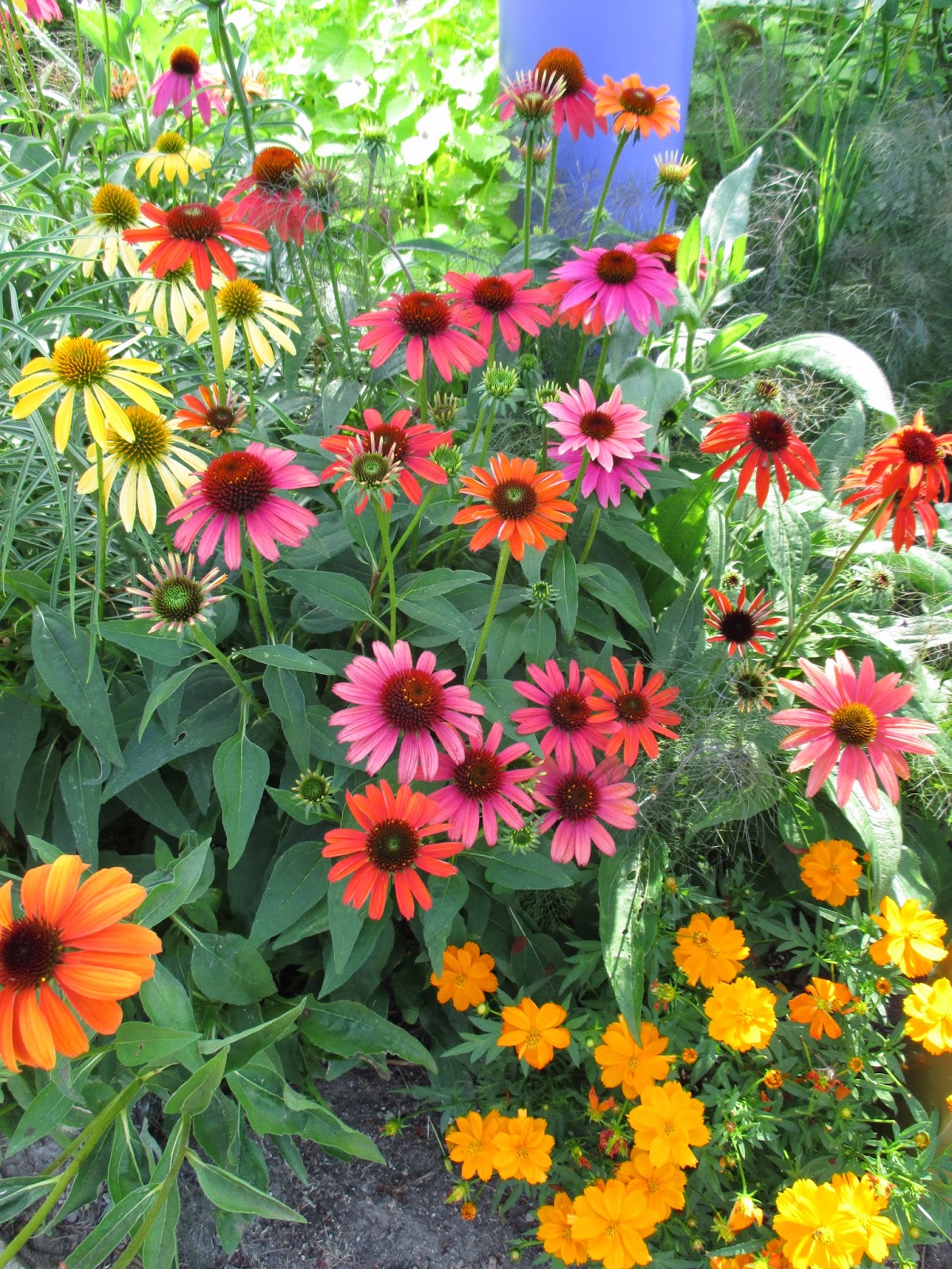 Rotary Botanical Gardens - Hort Blog: 'Cheyenne Spirit' Coneflower