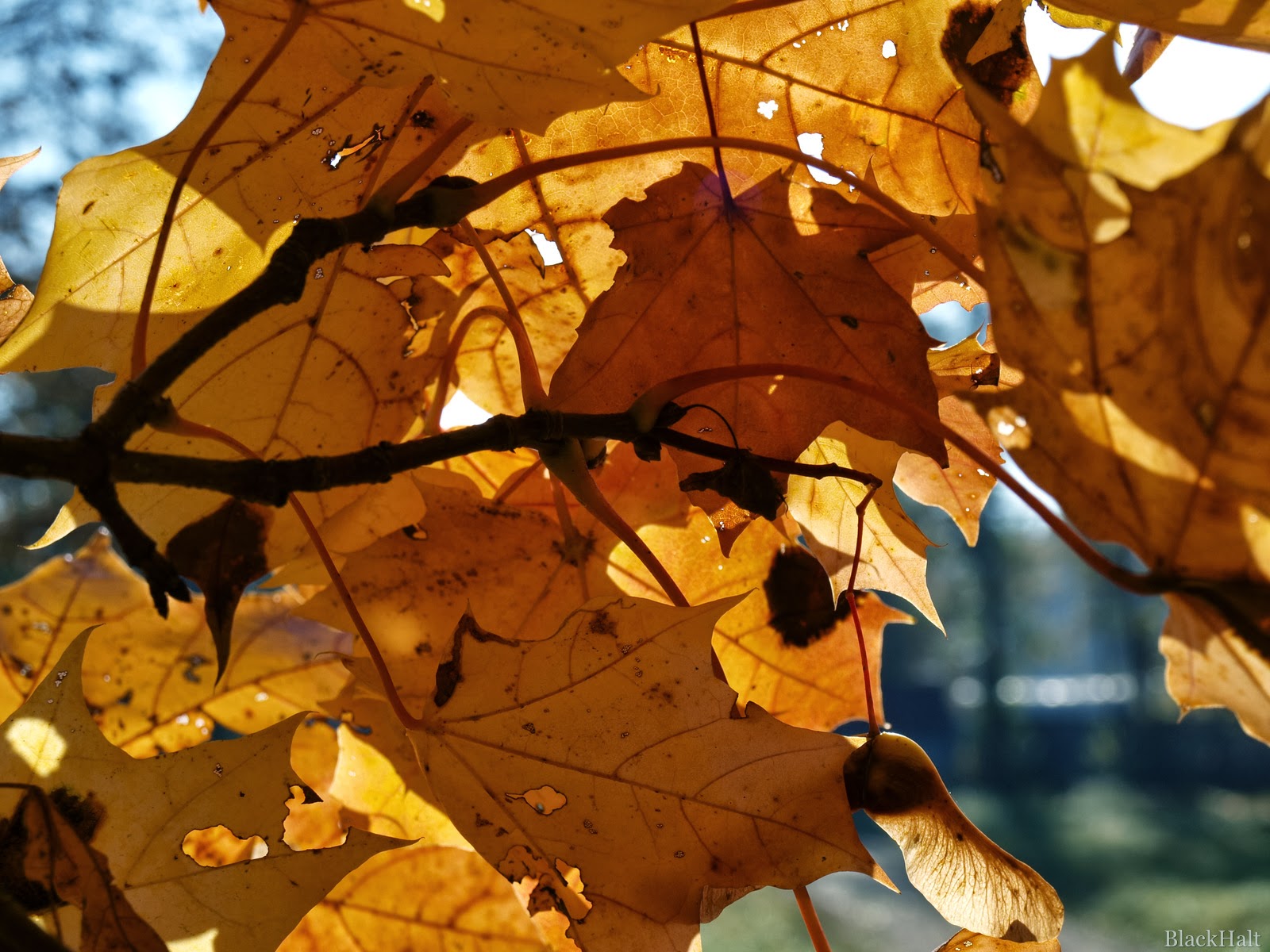 Rudens kļavu lapas Ⅱ - PhotoBlogSite