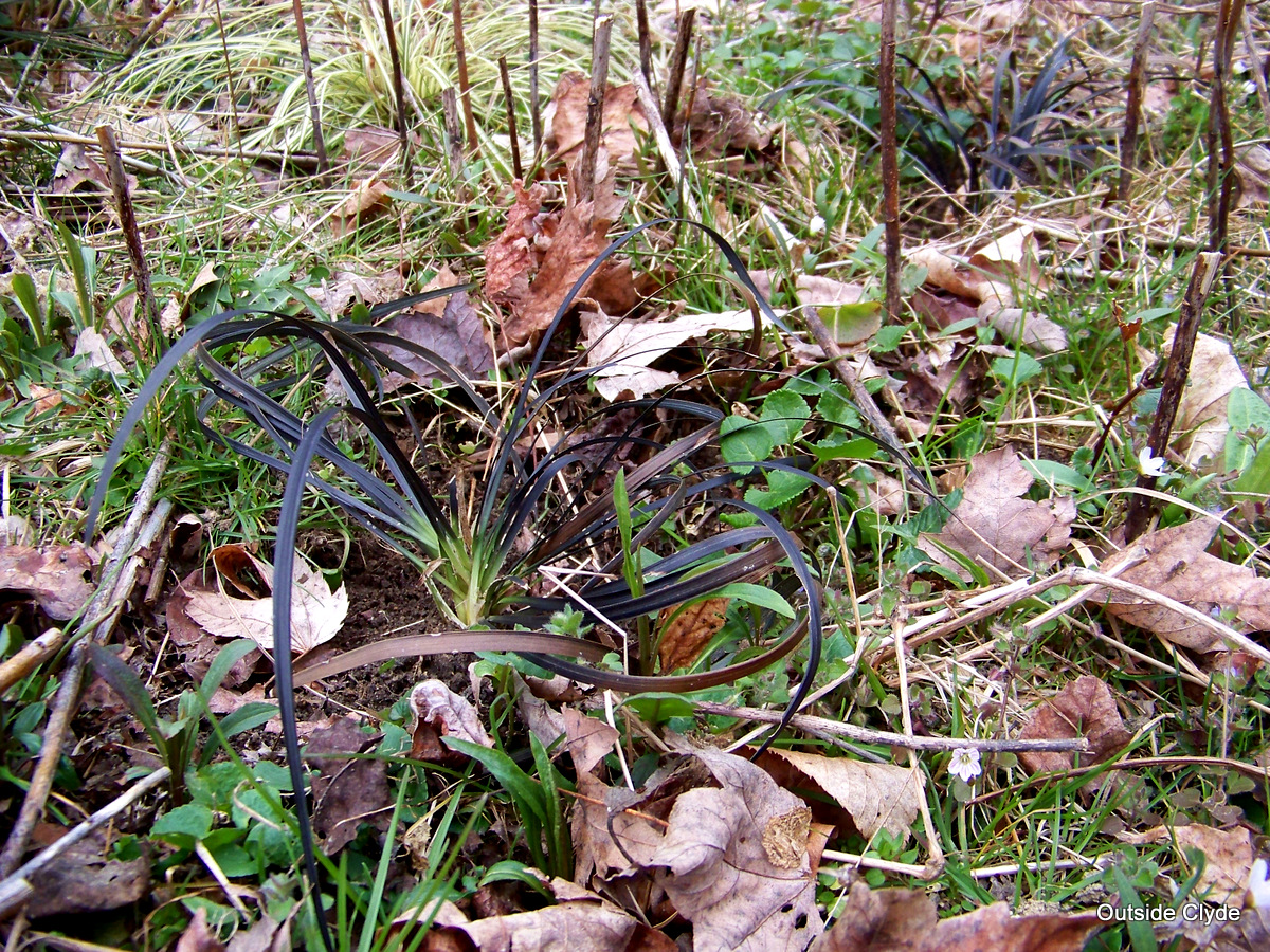 Outside Clyde: Pilferage