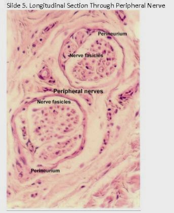 Biology156.not.B4Breakfast: Histology Dissection Lab