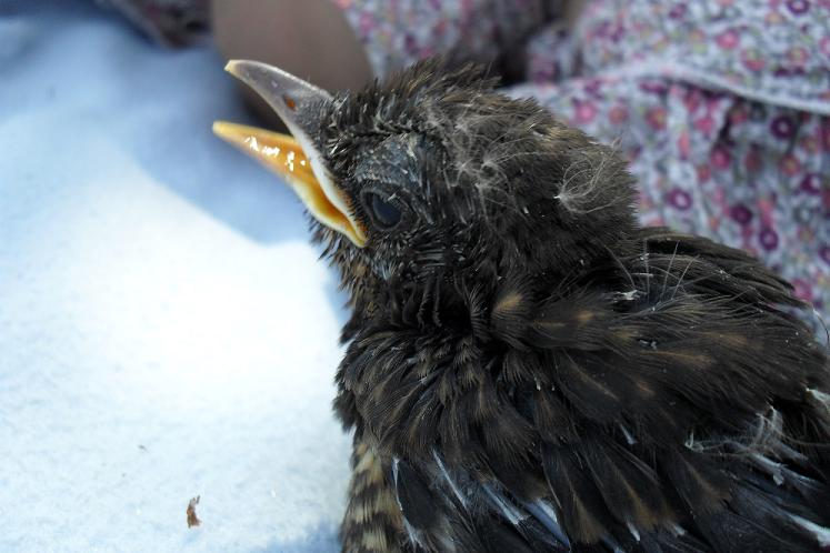 regard perché: Merlito : le bébé merle