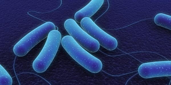 INFECTIOUS DISEASE: General properties of genus Bacillus