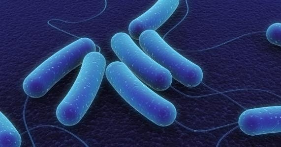 INFECTIOUS DISEASE: General properties of genus Bacillus