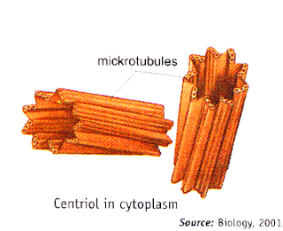 Structure And Function Of Organelle Centriole - New Science Biology