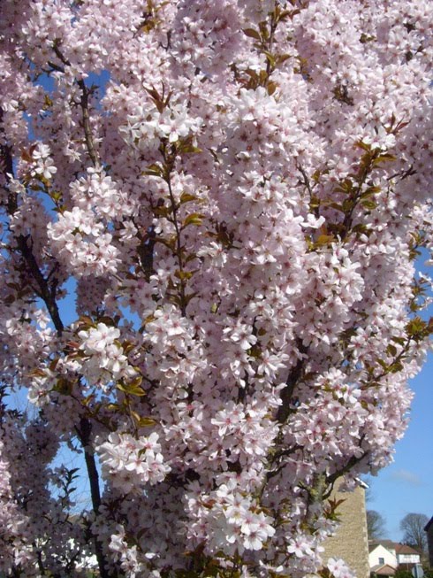 Michael Peverett: Prunus 'Spire'