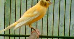 Ciri-ciri dan Pengertian Apa itu Kenari F1 | Budidaya Burung