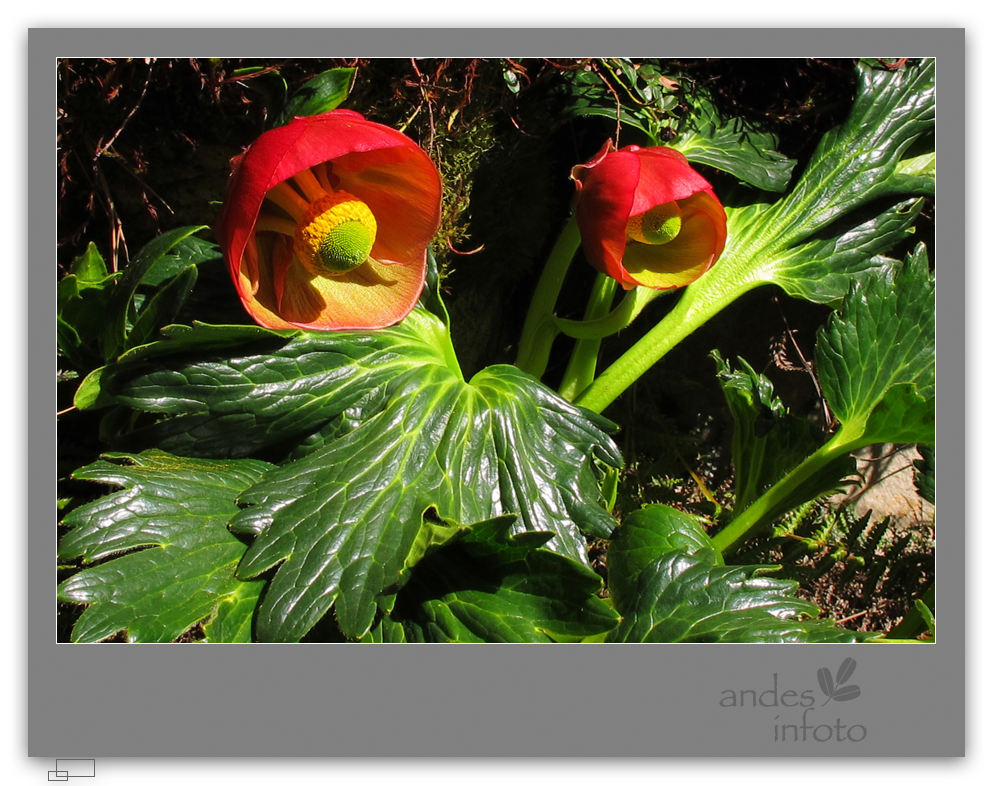 Andesinfoto: Rima-rima o qallu pashtatsiq en flor